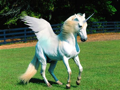 Melody The Unicorn Frankie Knowledge
