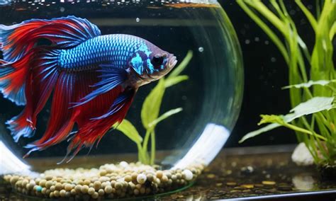 Should I Remove My Betta Fishs Bubble Nest Berry Patch Farms
