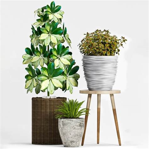 装饰花盆中的鹅掌藤和兰草等绿植盆景组合3d模型（objfbxmax） 云瑞设计