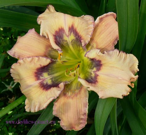 Daisy Dukes Daylilies Planet