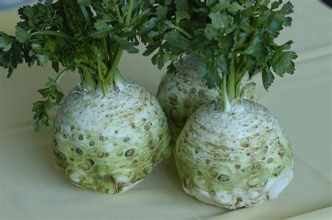 샐러리악 셀러리악 뿌리 샐러리 샐러리아크 Celeriac 네이버 블로그