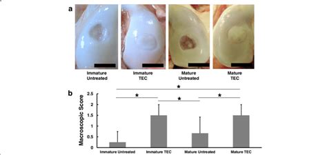 A Macroscopic View Of A Chondral Lesion Treated With Or Without Tec At