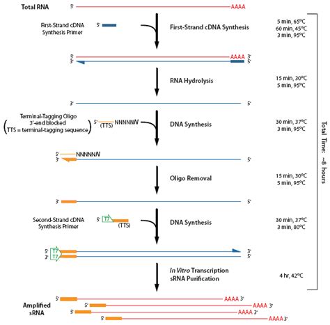 Cambio Excellence In Molecular Biology