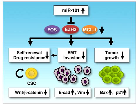 A Schematic Model Depicting The Mechanisms Of MiR 101 Mediated Tumor