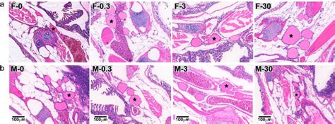 Histological Examination Of Thyroid Follicle In Adult Zebrafish After