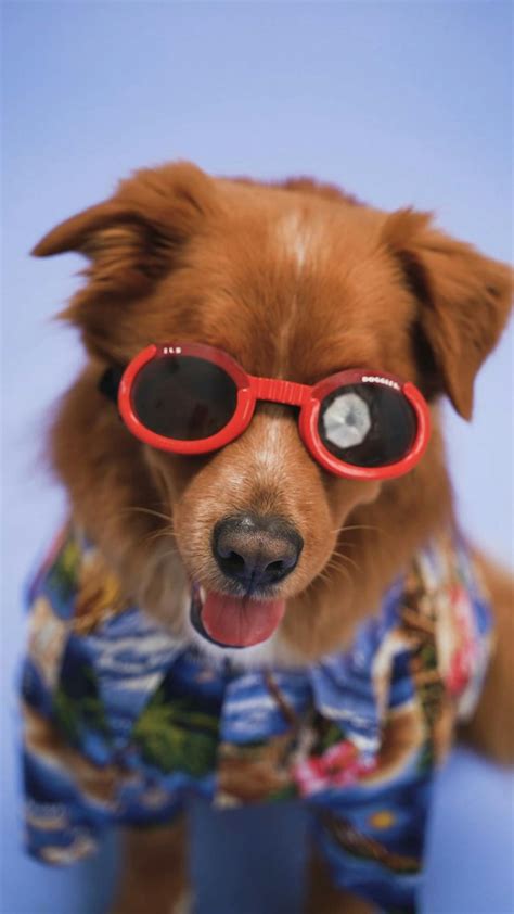 Mating Dog Videos Download The Best Free 4k Stock Video Footage
