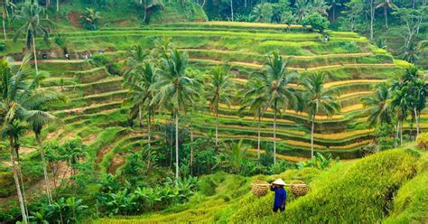 Ide Jenis Usaha Kecil Yang Cocok Di Kampung Atau Desa Untung Cepat