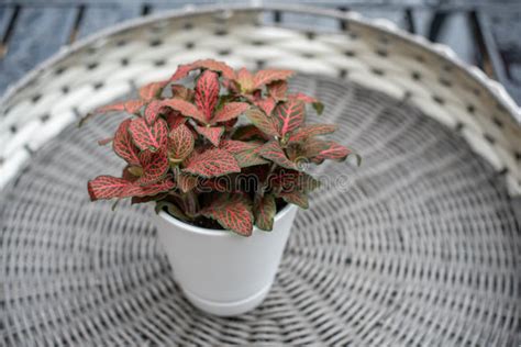Red Ruby Plant Beautiful And Intense Colors On A Fittonia House Plant