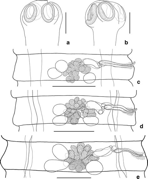 Arostrilepis Gardneri N Sp A Holotype Scolex Dorsoventral View B