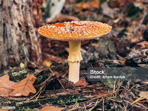 비행 거리 Agaric의 닫기 또는 버섯 빨간 모자 흰 반점 하얀 줄기 및 줄기에 초점을 맞춘 흰색 베일 베일 버섯 비행 0명에