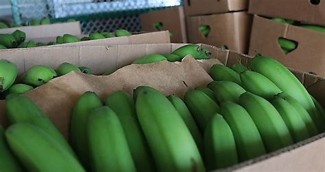 Banano Y Cobre Lideran Las Exportaciones