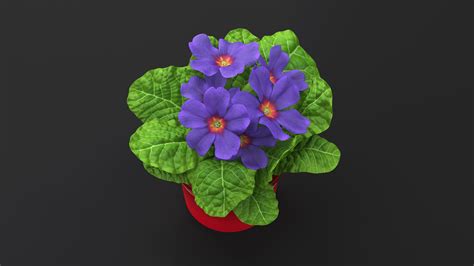 Primula Vulgaris In Pot Purple 3d Model 34 3ds Blend C4d Fbx