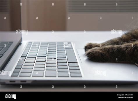 Cat Using The Computer Cat Paw Using Laptop Side View Close Up Home