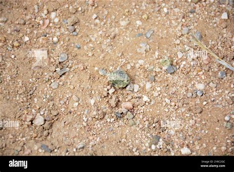 Trinitite From Trinity Site New Mexico Usa Trinitite Created When