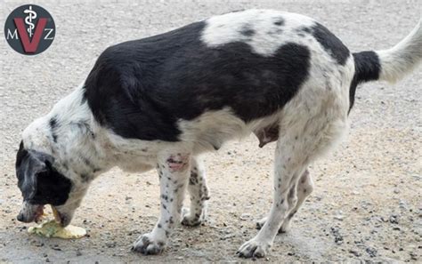 Cómo Saber Si Mi Perro Está Envenenado Detecta Los Síntomas A Tiempo