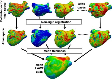 The Steps Involved In Atlas Construction Meshes Transformed From