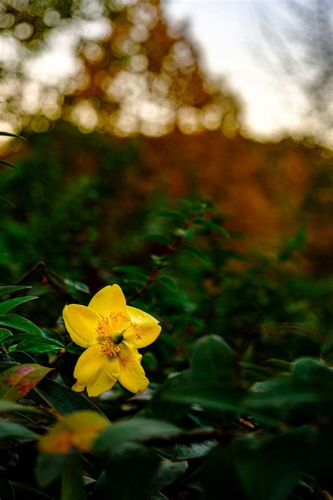 The Hypericum Guide Plant Detectives