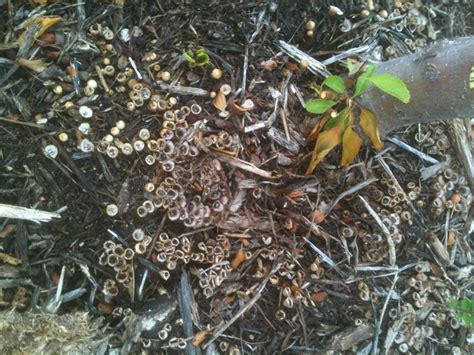 Bird Nest Fungus Whats That Bug