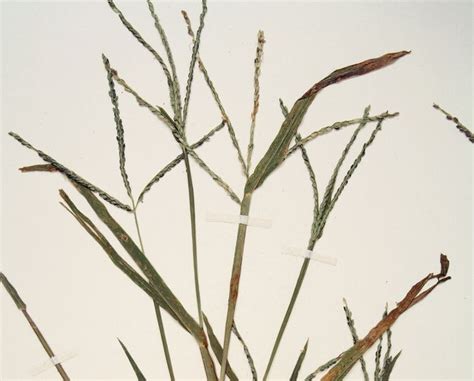 Digitaria Ischaemum Alchetron The Free Social Encyclopedia