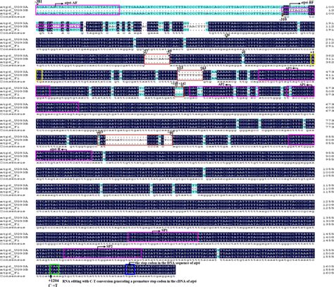 Transcription Sequence Analysis Of Atp6 The Initiation Codon And Stop Download Scientific