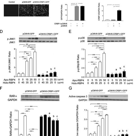Increased Ratio Of Apo To Holo Rbp4 Concentration Enhanced Binding