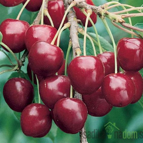 Češnja Sadika Na Dom