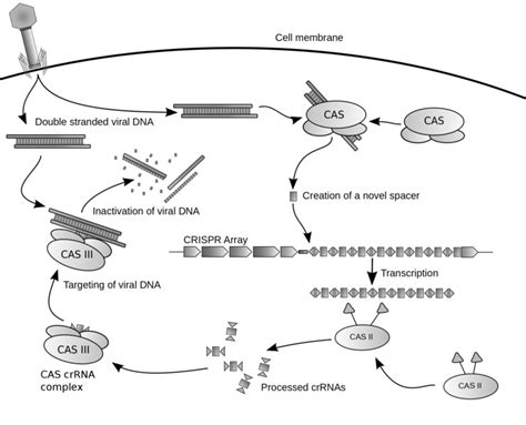 Bacteria Have Immune Systems Too Realclearscience
