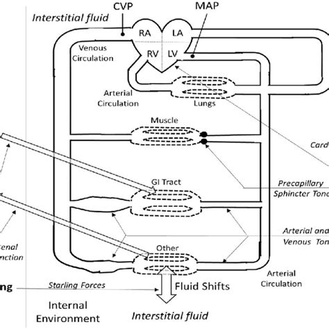 Model For Control Of Venous Return Open Arrows Represent Exchange Of Download Scientific