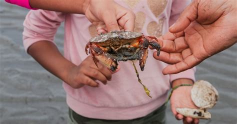 Help Search For Invasive Crab During The Salish Sea Wide Molt Blitz