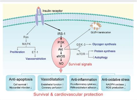 Insulin Akt Pathway
