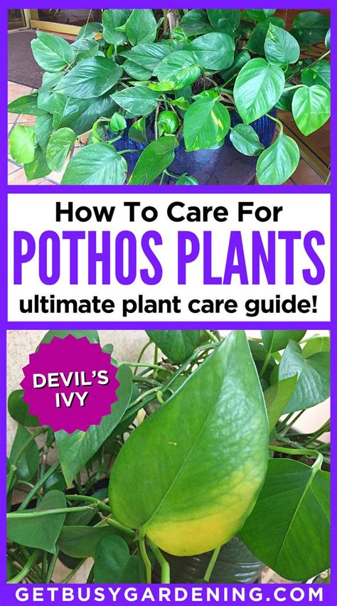 How To Care For A Pothos Plant Devils Ivy Pothos Plant Pothos