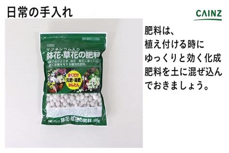 ダリアの育て方とは？場所の選び方や水やりのコツ、肥料の与え方や日常の手入れなどについて解説【カインズ花図鑑】 となりのカインズさん