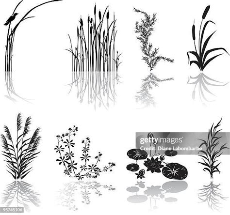 142 Reed Grass Clip Art High Res Illustrations Getty Images
