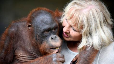How Tragedy Led Kobe Steele To Devote Her Life To Orangutans Abc Listen