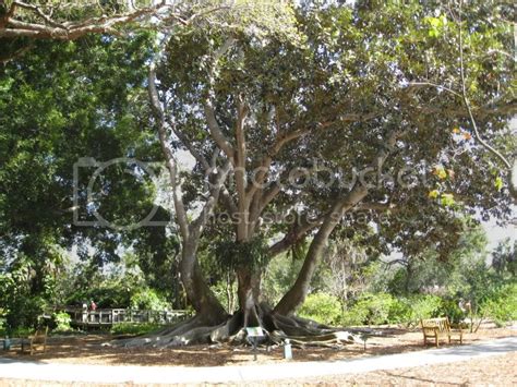 Ficus Macrophylla Columnaris Tropical Looking Plants Other Than