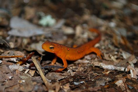 Orange Spotted Salamander
