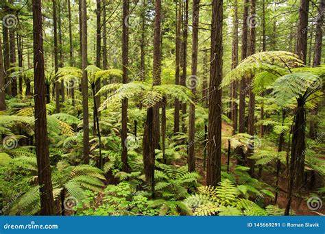 Floresta De Samambaias De Rvore E De Sequoias Vermelhas Gigantes Na