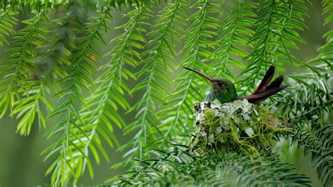 A Rufous Tailed Hummingbird In Costa Rica Bing Gallery
