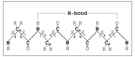 3 The Backbone Of Polypeptide Or Protein The Classical H Bond Download Scientific Diagram