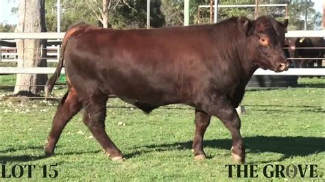 Lot 015 Youtube