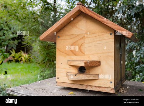 A Hive For The Tiny Stingless Bee Tetragonula Carbonaria In Sydney