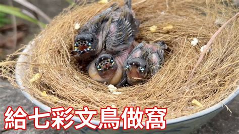 七彩文鳥的幼崽長大了之前的簡易小窩也容不下兩隻小夥决定就地取材給它們做個新窩蒙面鳥哥 YouTube