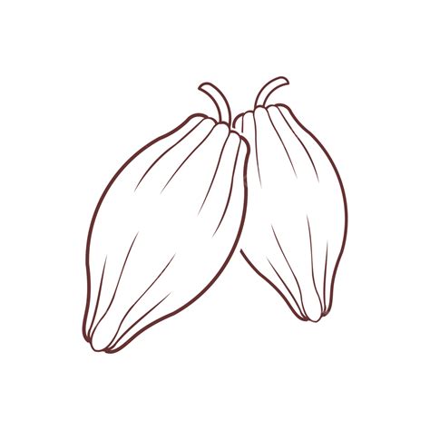 Cocoa Bean Icon Vector Cocoa Bean Cocoa Bean Png And Vector With