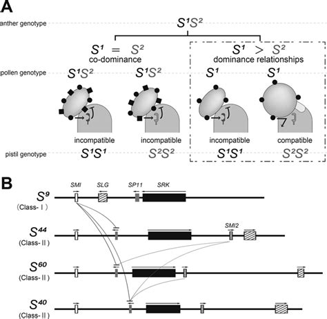 5 Schematic Diagram Of Dominant Recessive Interaction Of Download Scientific Diagram