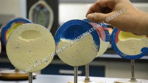 Development Of Frog Model At Best Price In Ambala Cantt Labcare