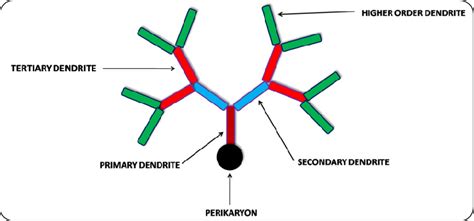Dendritic Branching Ordering Download Scientific Diagram