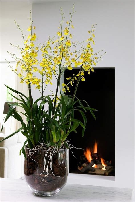 Oncidium Dancing Lady Orchid In Depth Care Guide Artofit