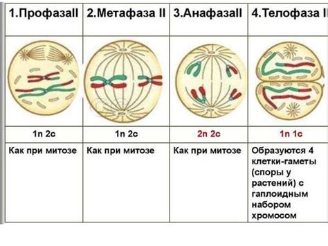 Клеточный цикл и способы деления эукариотических клеток презентация