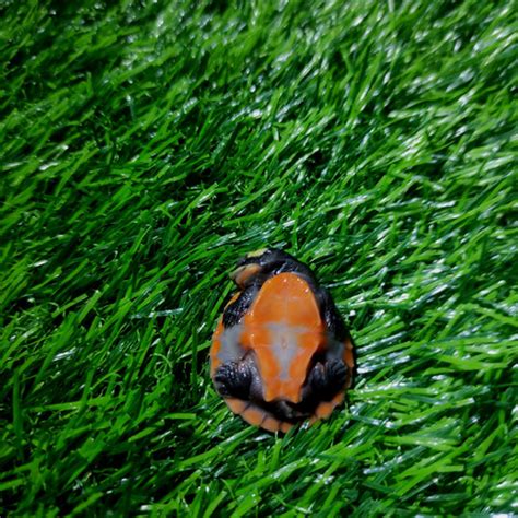 Jual Hiasan Aquarium Kura Kura Hiasan Unik Dada Merah Baby