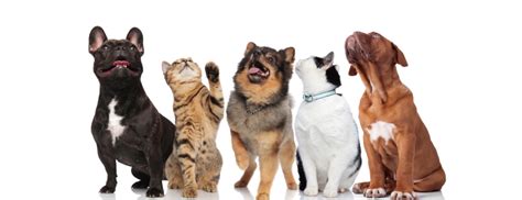 Haere Mai（ハレマエ） Back To Basics® 犬猫用トリーツ、フード、サプリメント